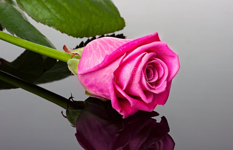 Rosa del rosa foto de archivo. Imagen de cubo, negro - 37126944