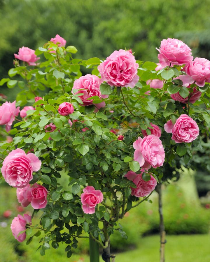 Rosa del rosa imagen de archivo. Imagen de flor, arbusto - 37271761