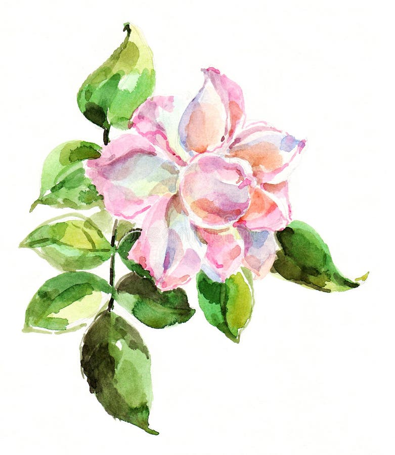 Rosa del rosa, acuarela stock de ilustración. Ilustración de cubo ...