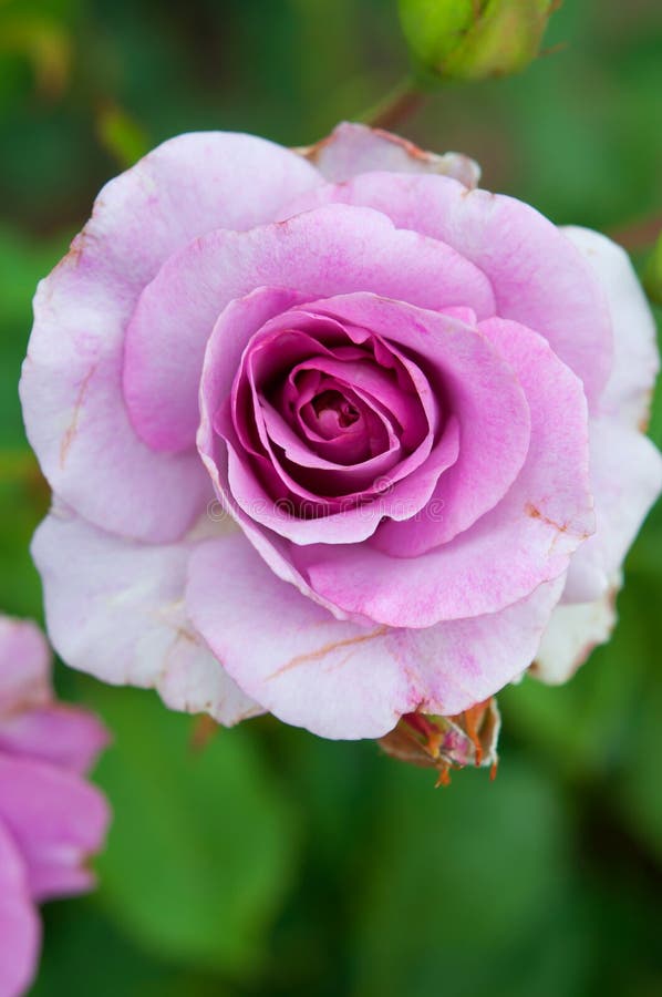 Rosa del rosa aislada imagen de archivo. Imagen de estambre - 33429873