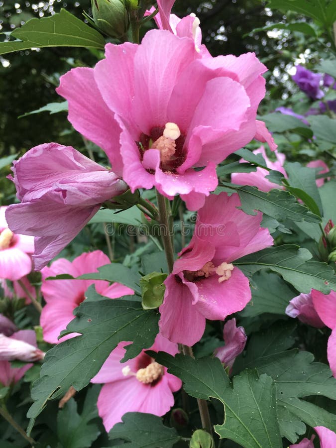 Rosa Del Rosa De Sharon Arbusto Foto de archivo - Imagen de flores ...