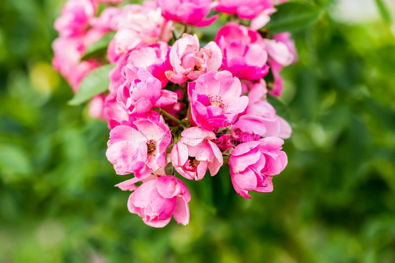 Rosa Del Rosa En Luz Del Sol Foto de archivo - Imagen de colorido, ramo ...