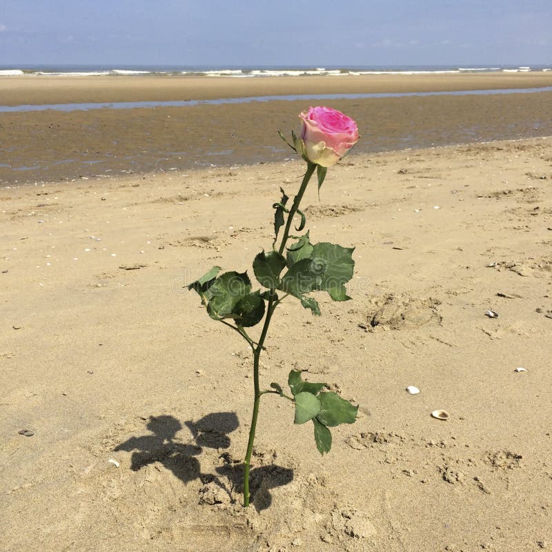 Rosa Del Rosa Plantada En La Playa Imagen de archivo - Imagen de amor ...