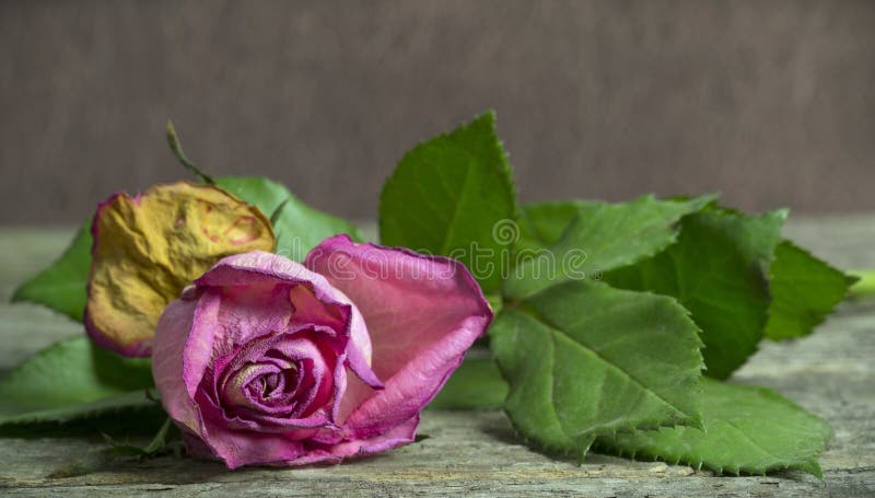 Rosa del rosa que marchita imagen de archivo. Imagen de secado - 36057387