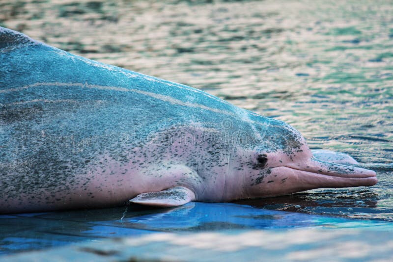 Rosa Delphin im Meer stockfoto. Bild von wasser, fluß - 78350072