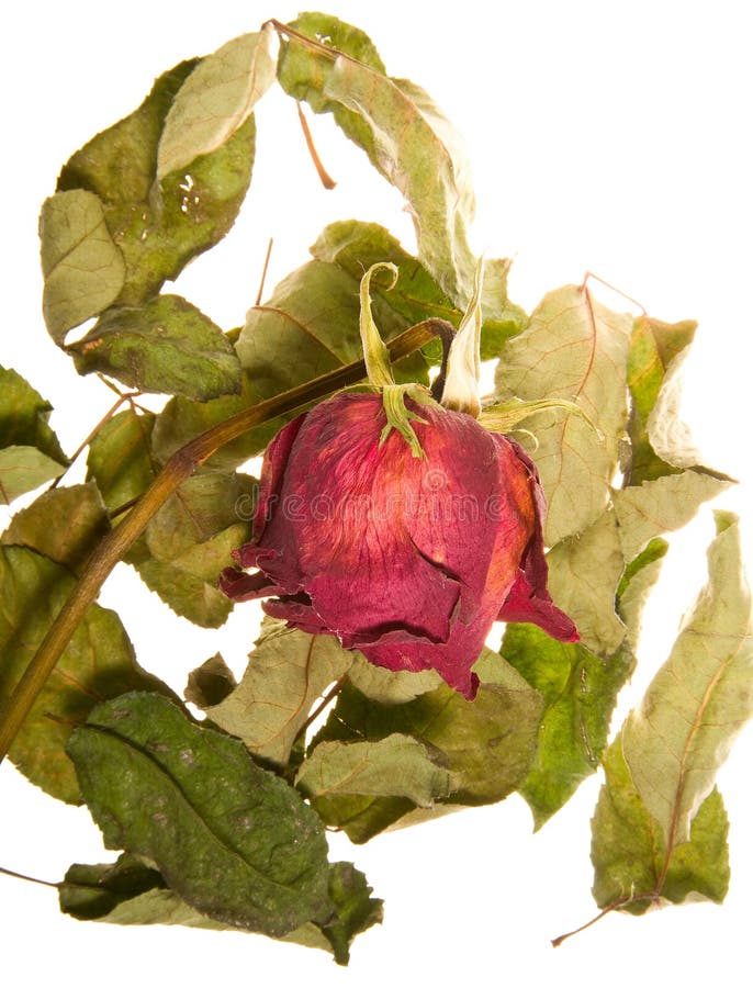 Rosa Desvanecida Isolada No Branco Imagem de Stock - Imagem de ...