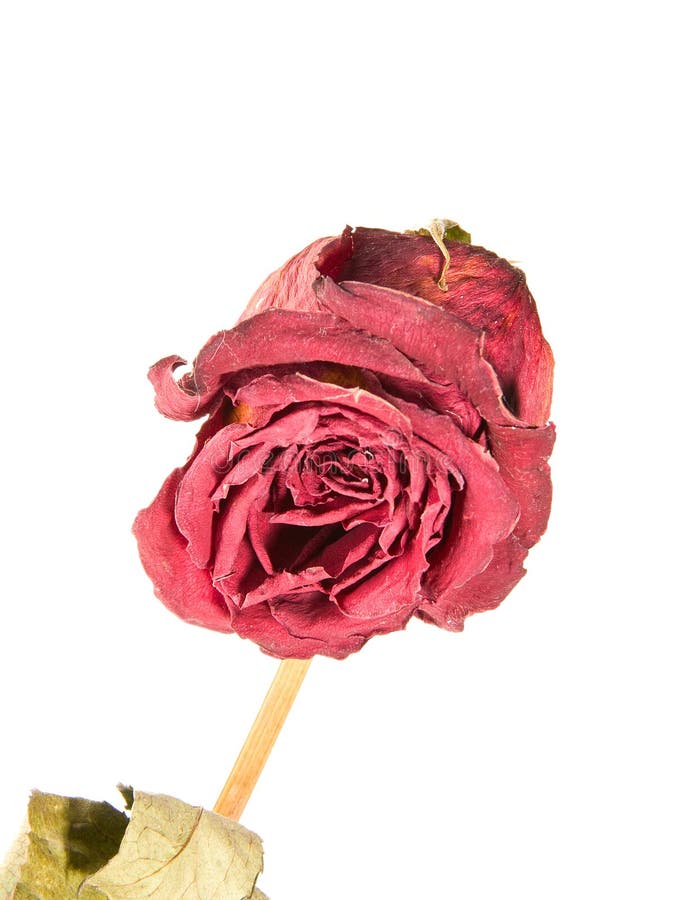 Rosa desvanecida foto de stock. Imagem de sympathy, branco - 2462072