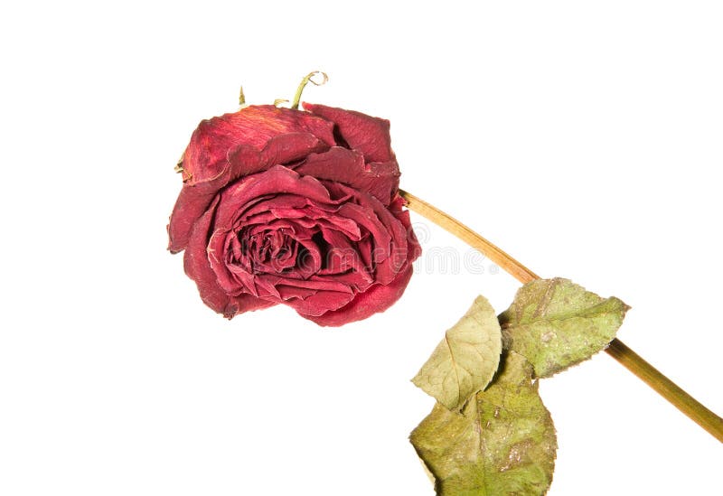 Rosa Desvanecida Isolada No Branco Foto de Stock - Imagem de fundos ...