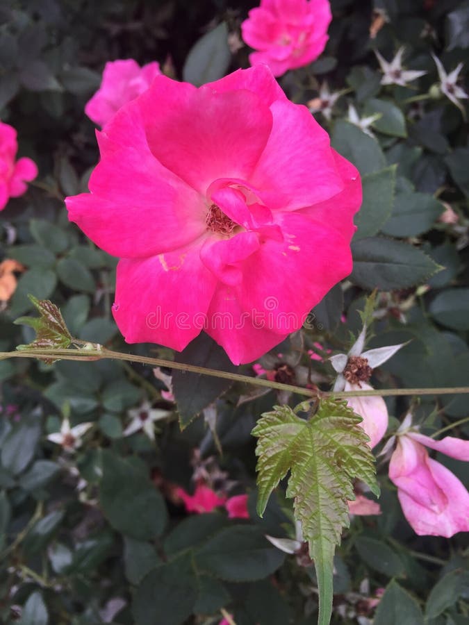 Rosa Di Rosa Caldo in Fioritura Fotografia Stock - Immagine di fucsia ...