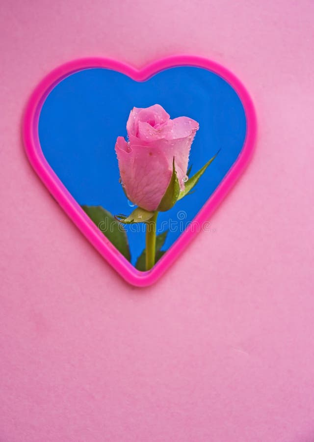 Rosa Do Rosa Para O Amor Perfeito Imagem de Stock - Imagem de perfumado ...