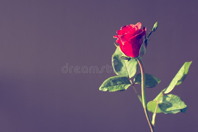 Rosa Do Vermelho E Luz Do Sol - Estilo Retro Roxo Imagem de Stock ...