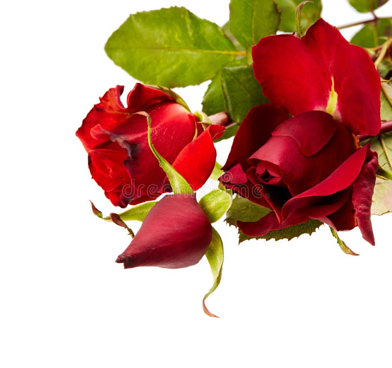 Rosa Do Vermelho Isolada No Fundo Branco Foto de Stock - Imagem de ...