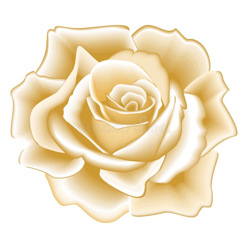 Rosa dourada ilustração do vetor. Ilustração de flor - 10655808