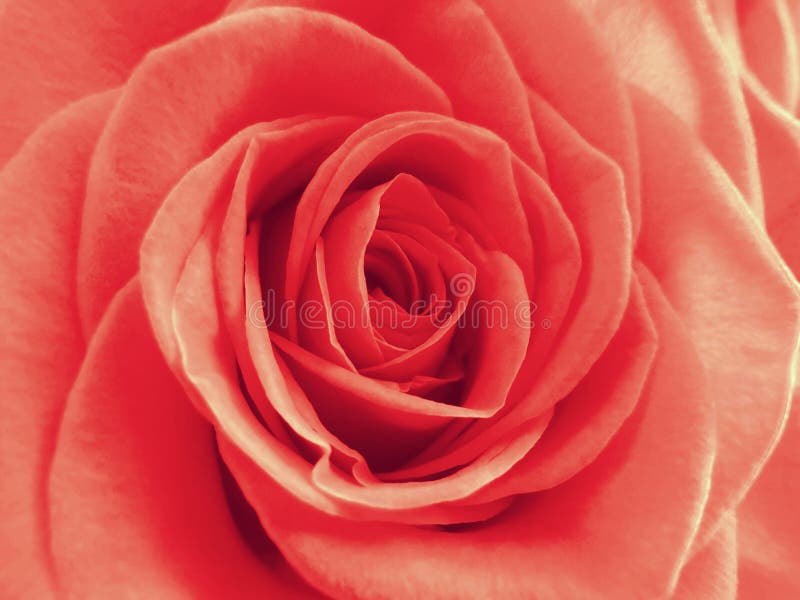 Rosa Dourada Cor-de-rosa Bonita Foto de Stock - Imagem de jardim ...