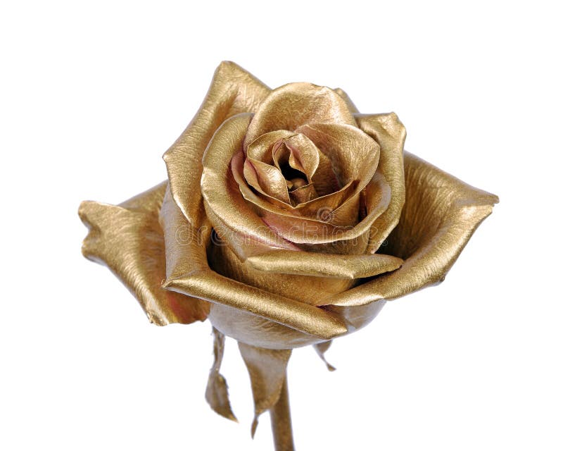 Rosa Dourada Isolada No Fundo Branco Foto de Stock - Imagem de fundo ...