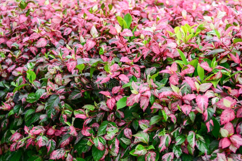 Rosa E Planta Verde Das Folhas Foto de Stock - Imagem de forma, floral ...