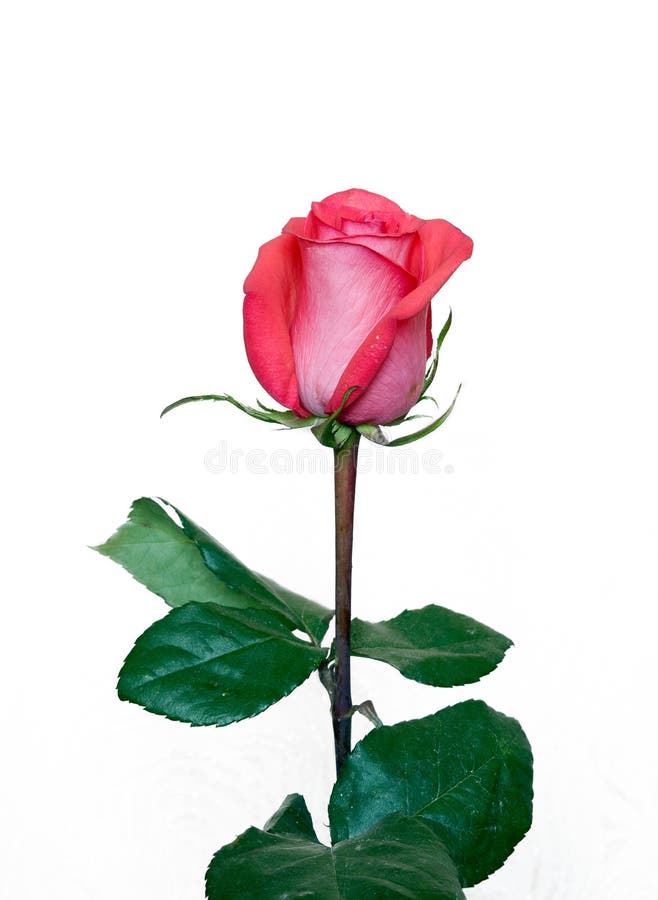 Rosa elegante do rosa imagem de stock. Imagem de cheiro - 23661267