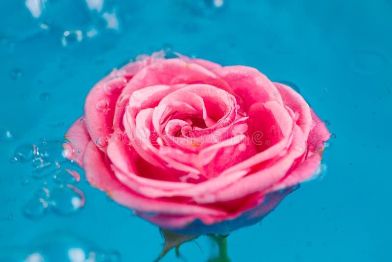 El Color De Rosa Se Levant? En Agua Foto de archivo - Imagen de flor ...