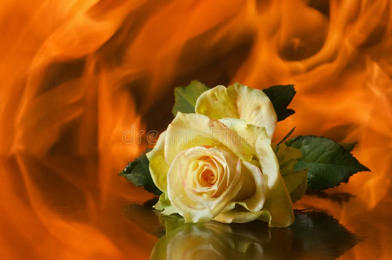 A chama da rosa imagem de stock. Imagem de flores, vermelho - 112314141