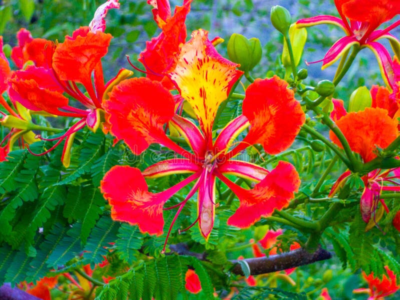 Scarlet Rose Red Flower of Flamboyant Tree Stock Image - Image of ...