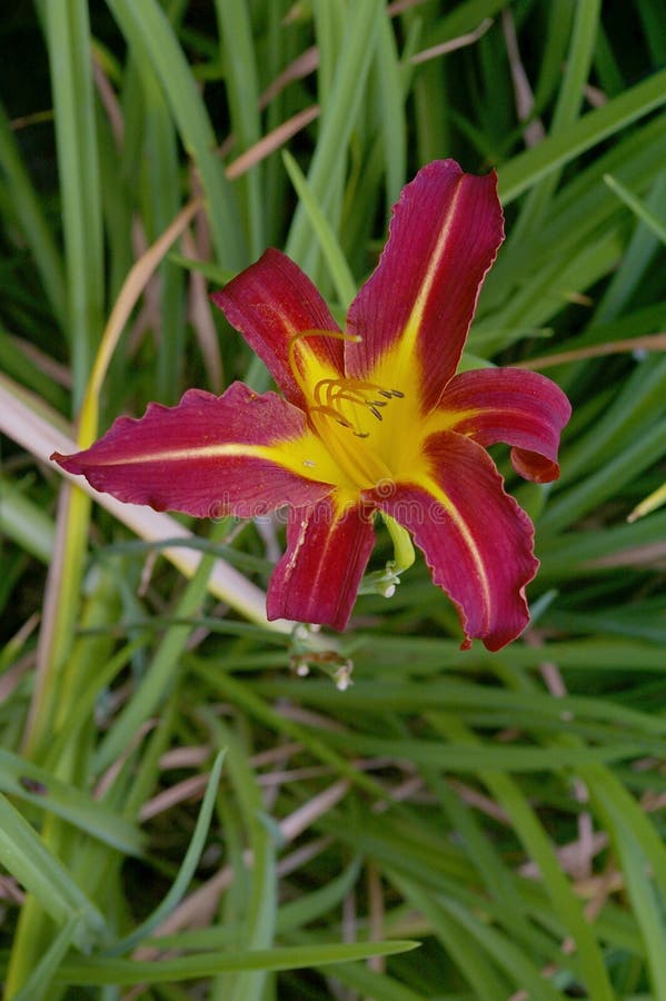 Rosa escuro lilly imagem de stock. Imagem de branco, lilly - 60261617