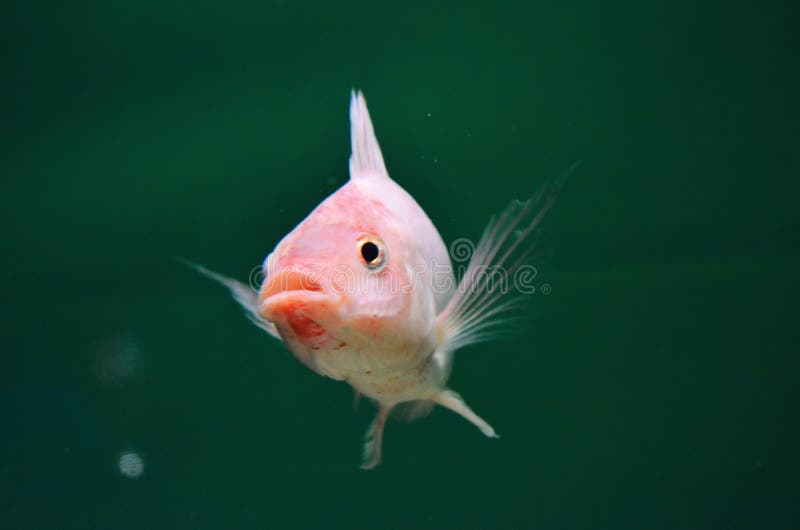 Rosa Fische stockfoto. Bild von ozean, guppy, schwimmen - 48272424