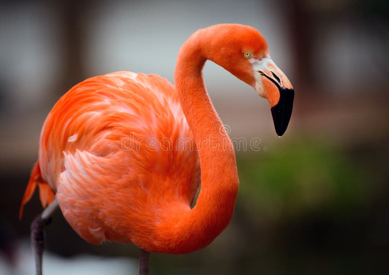 Rosa Flamingo stockfoto. Bild von flügel, getrennt, reiher - 47776458