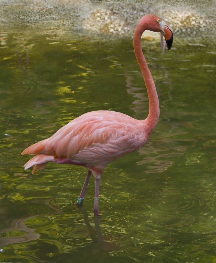 Rosa Flamingo fotografering för bildbyråer. Bild av landskap - 61978417