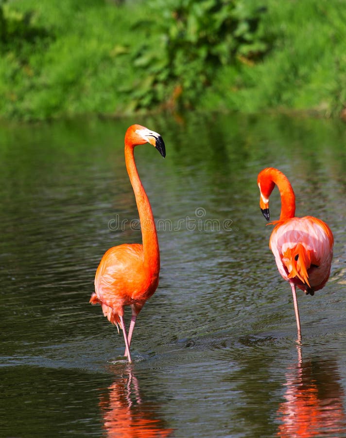 Rosa Flamingo fotografering för bildbyråer. Bild av karibiskt - 71386281