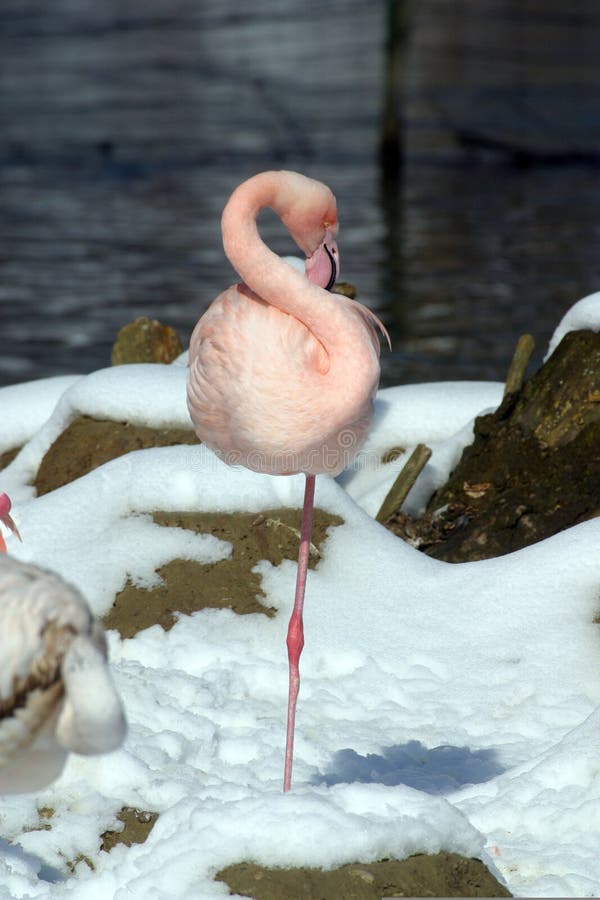 Rosa Flamingo arkivfoto. Bild av angus, fauna, fjäder - 89317154