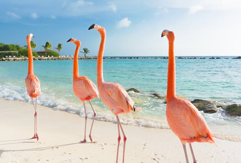 Rosa Flamingo Auf Dem Strand, Aruba-Insel Stockbild - Bild von relax ...
