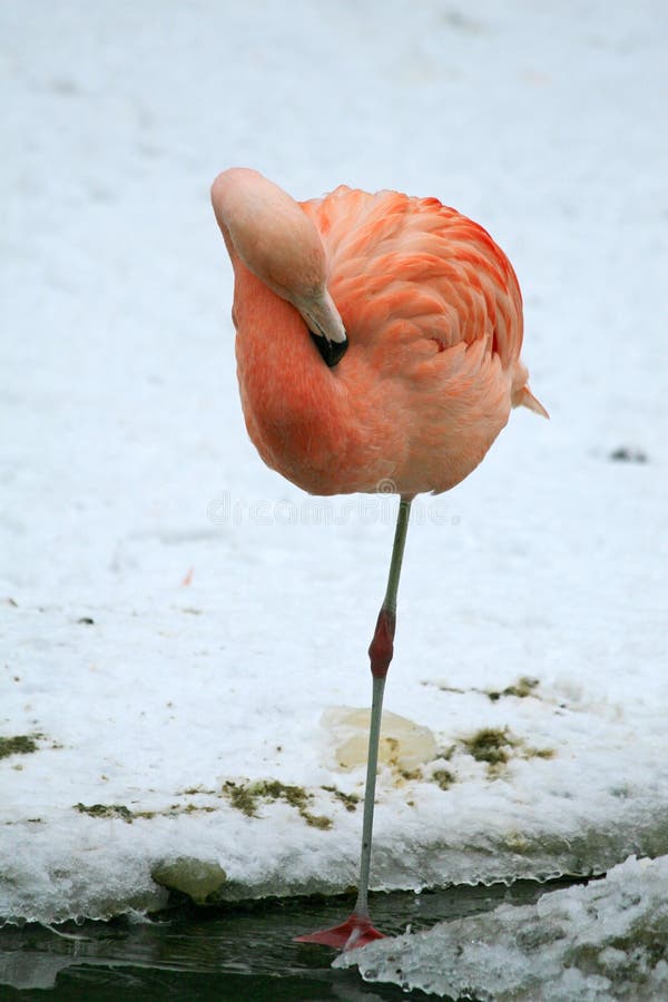 Rosa Flamingos fotografering för bildbyråer. Bild av natur - 95021177