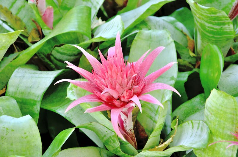 Flor do abacaxi imagem de stock. Imagem de tropical - 136672109