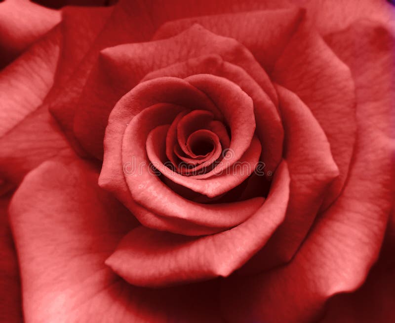 Rosa Flor-Vermelha foto de stock. Imagem de jardim, pétala - 170238