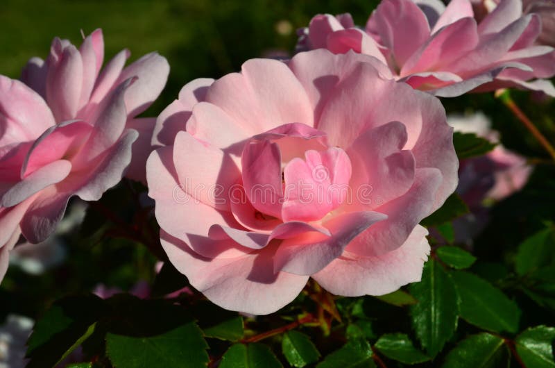 Rosa flower stock photo. Image of bloom, botany, decorative - 55656366