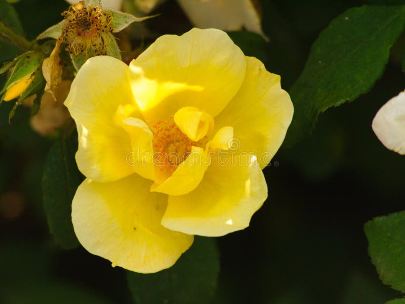Rosa Foetida. Persian Yellow Rose Stock Photo - Image of iran, eram ...