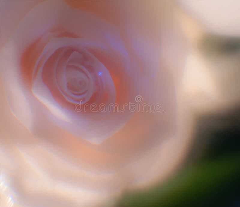 Rosa: sfondo delicato fotografia stock. Immagine di indistinto - 40053348