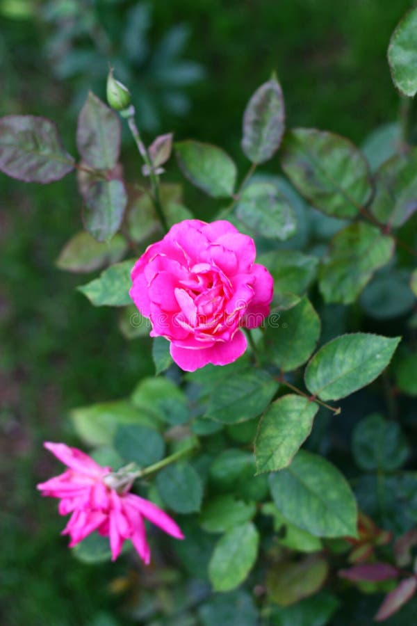 Rosa fresca rosa en planta imagen de archivo. Imagen de fresco - 196958191