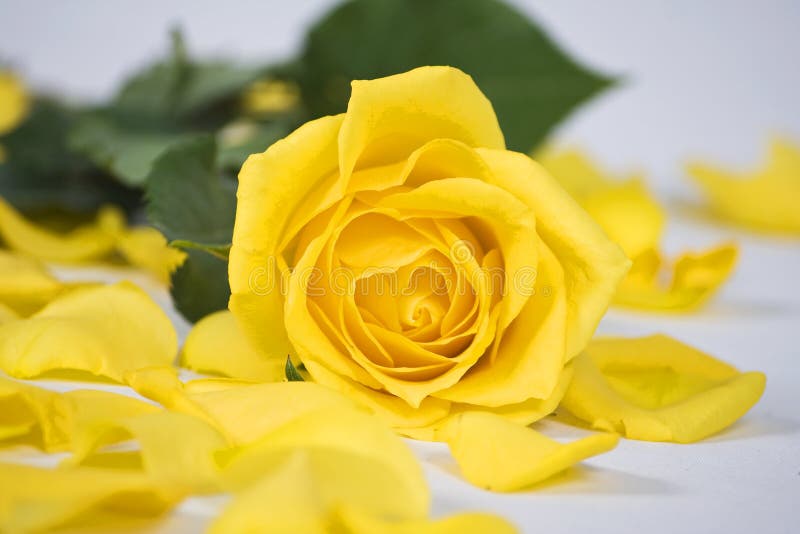 Rosa gialla fotografia stock. Immagine di petali, giallo - 3285692