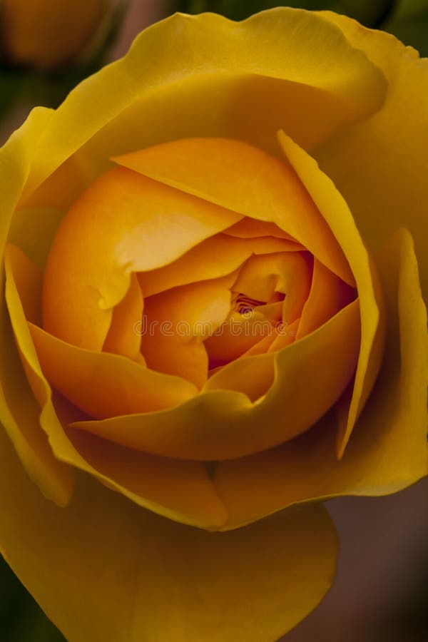 Una Singola Rosa Gialla Lungamente Staccata Su Cenni Storici Bianchi ...