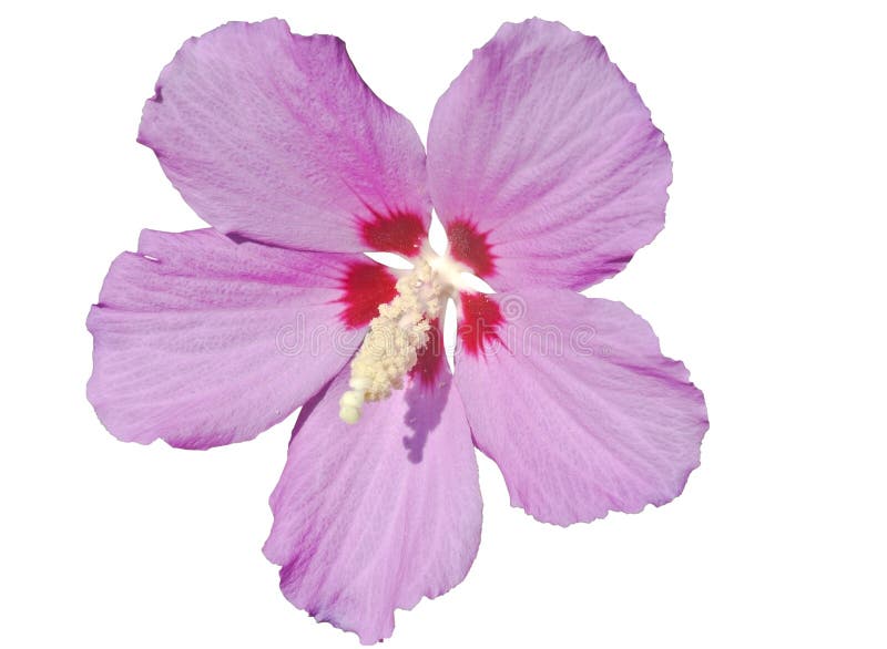 Rosa grande de la flor foto de archivo. Imagen de fresco - 32914482