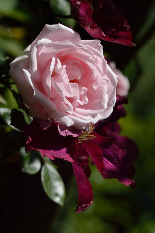 Rosa Grande Hermosa Del Rosa Foto de archivo - Imagen de romanos, flora ...