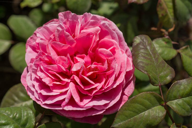 Rosa hermosa del color foto de archivo. Imagen de valentina - 75651718