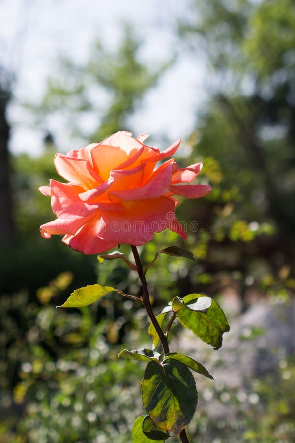 Rosa hermosa del color foto de archivo. Imagen de crecimiento - 76784800