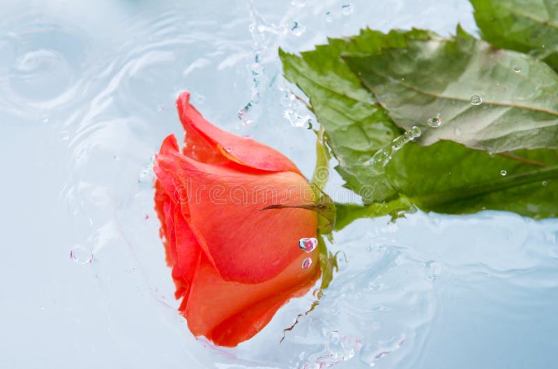 Rosa im Wasser stockbild. Bild von reflexion, tropfen - 23798175
