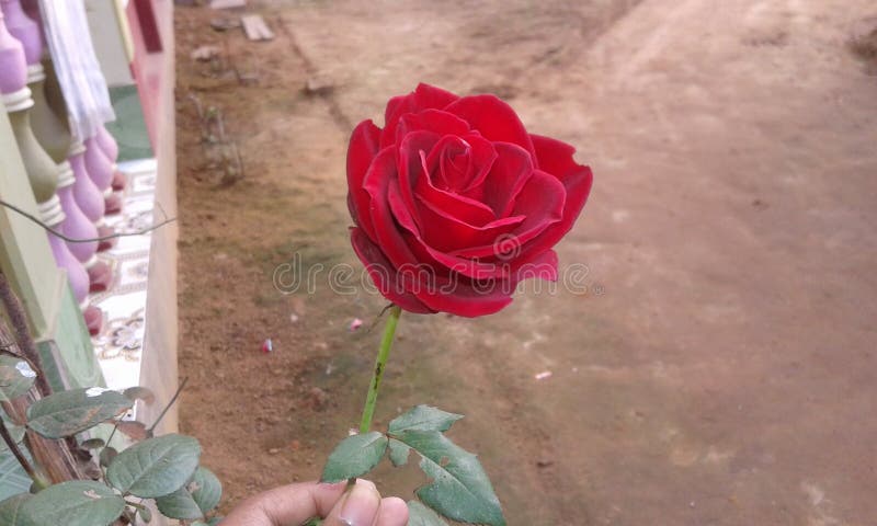 Rosa indica stock photo. Image of rosa, rose, nature - 122706770