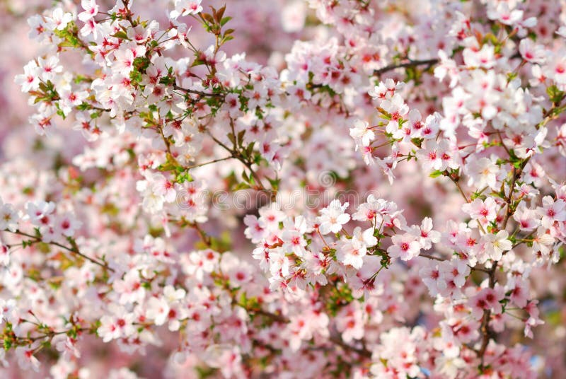 Blühender Rosafarbener Kirschbaum Im Park Stockbild - Bild von kirsche ...