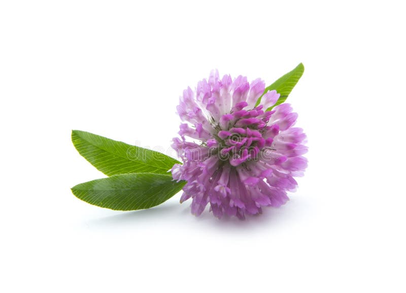 Rosa Klee stockfoto. Bild von frische, blatt, pflanzen - 35374850