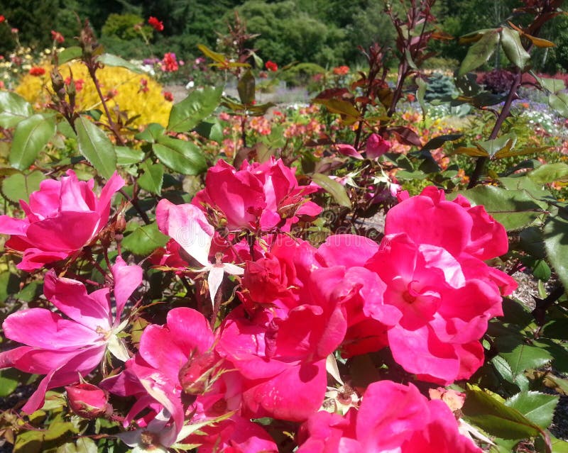 Rosa Knockout with Colorful Garden Background Stock Image - Image of ...