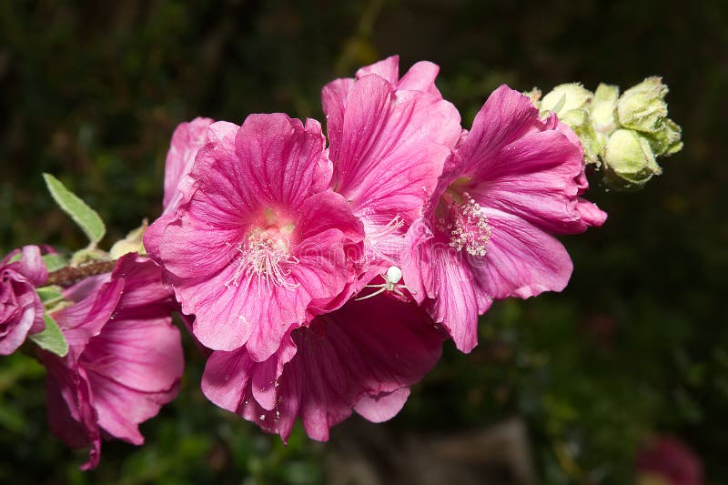 Blume Der Baummalve, Lavatera Maritima Stockbild - Bild von unterseite ...